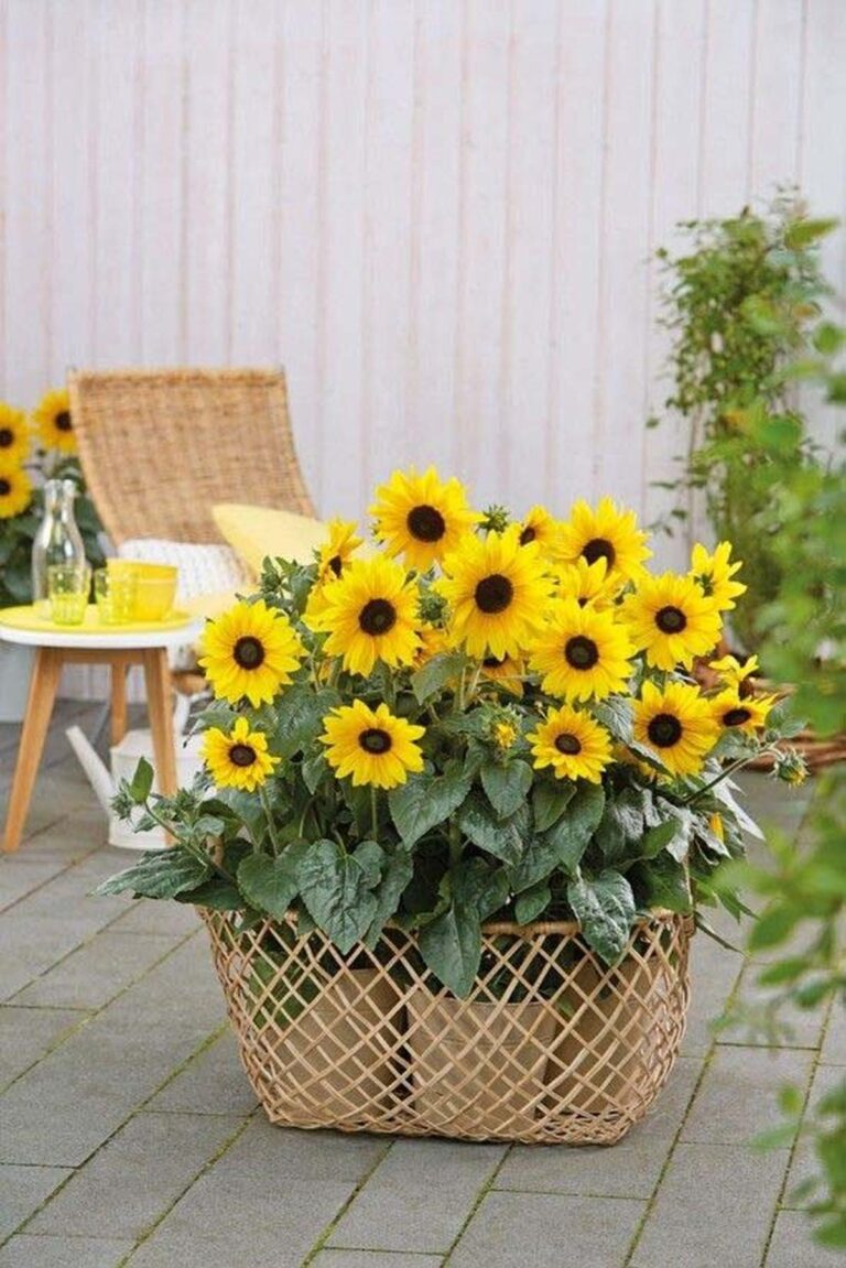 36 Sunflower Garden Ideas for Joyful Spaces