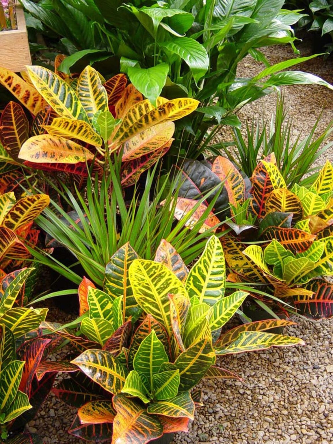 21 Dazzling Croton Landscaping Ideas for Every Garden