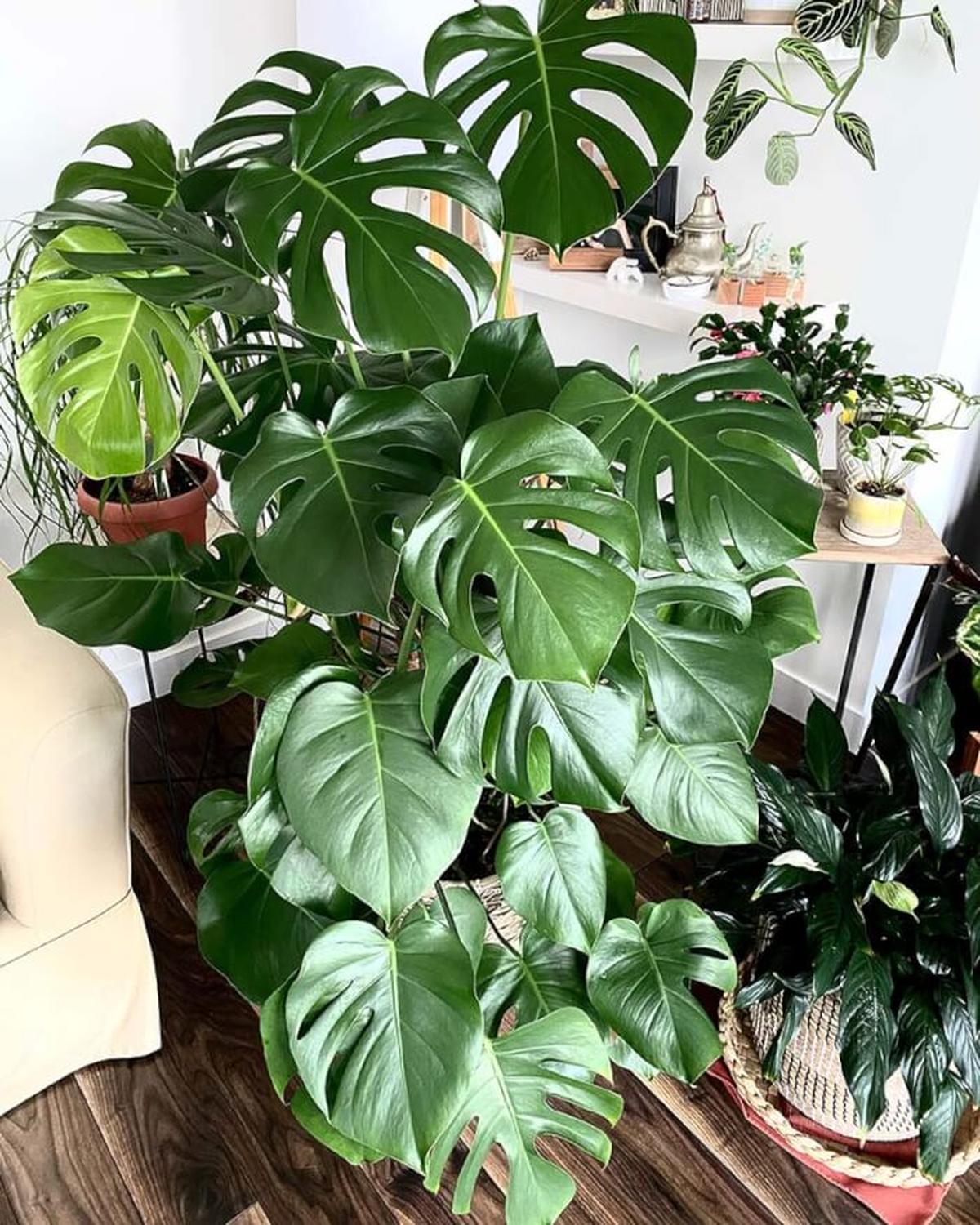 8 Beautiful Large Houseplants for Corner Spaces