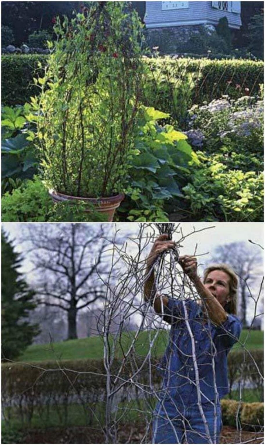 19 Best Plant Supports and Cages to Brighten Up Your Garden