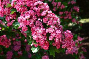 15 Amazing Flowering Spring Trees for Your Yard