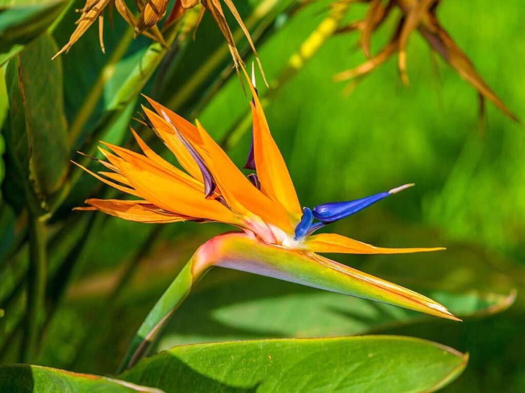 22 Amazing Orange Perennials for Your Garden