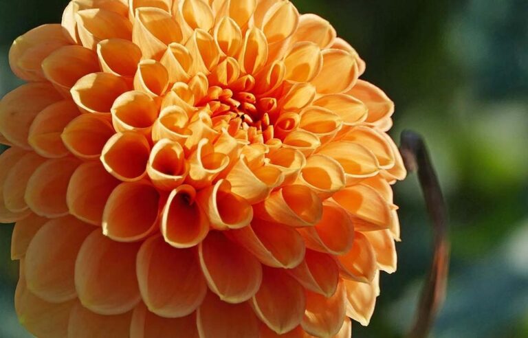 22 Amazing Orange Perennials for Your Garden