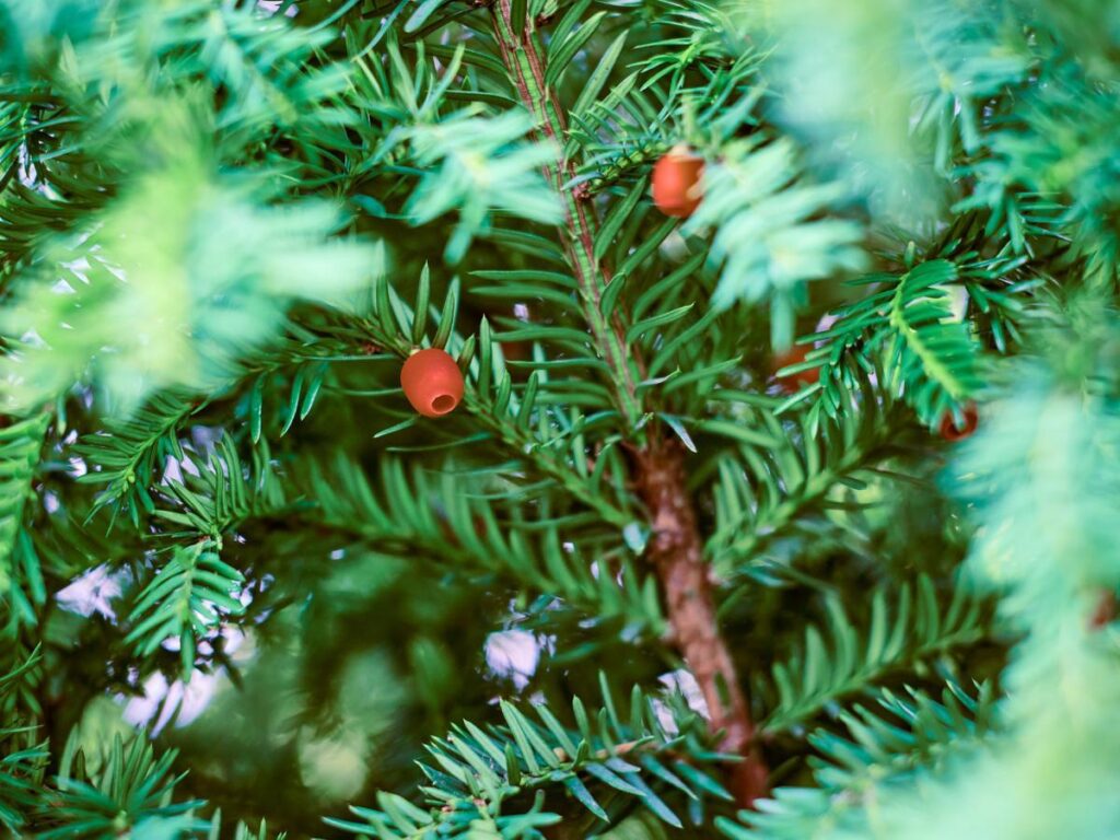 20 Beautiful Shade-Loving Shrubs to Bring Life to Your Yard