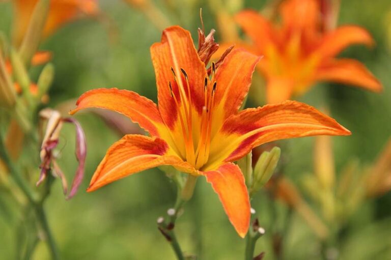 22 Amazing Orange Perennials for Your Garden