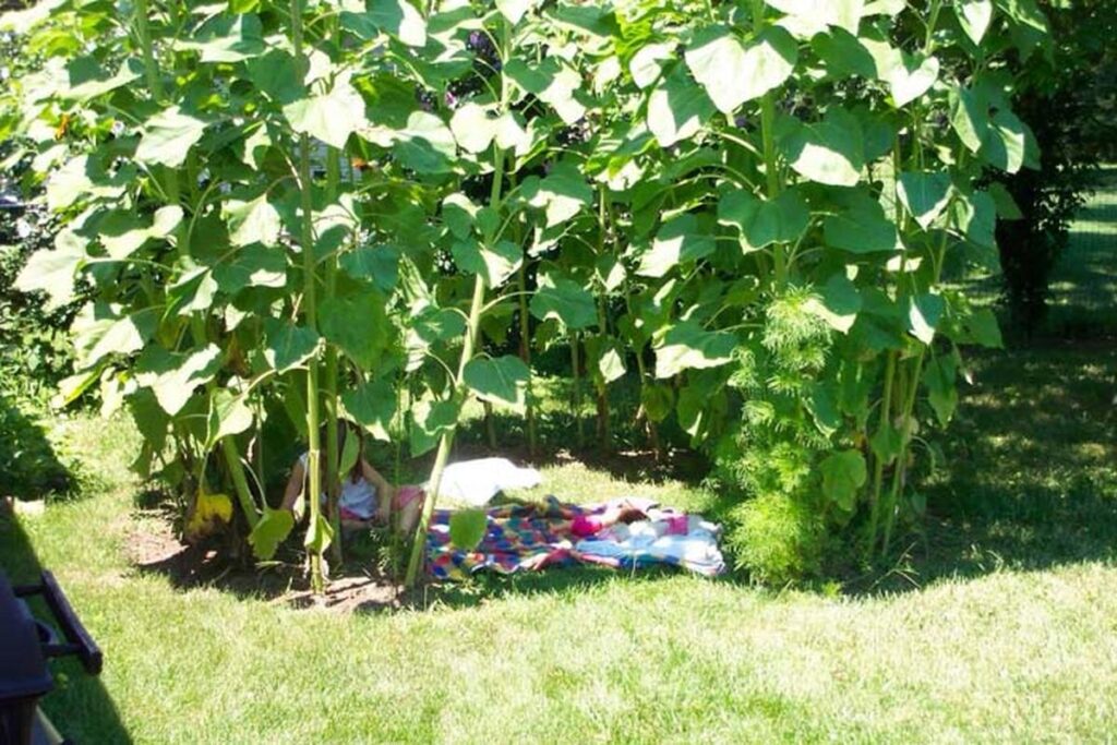 36 Sunflower Garden Ideas for Joyful Spaces