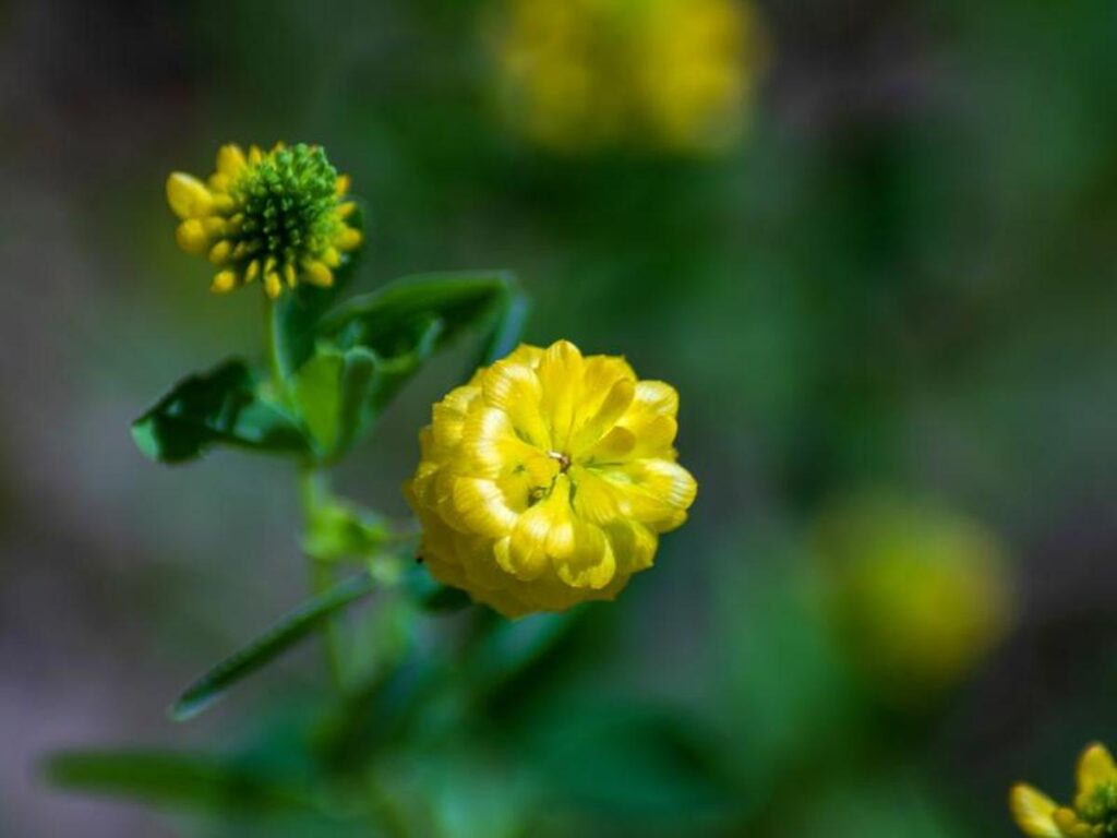 30 Yellow-Flowered Weeds and Control Guide