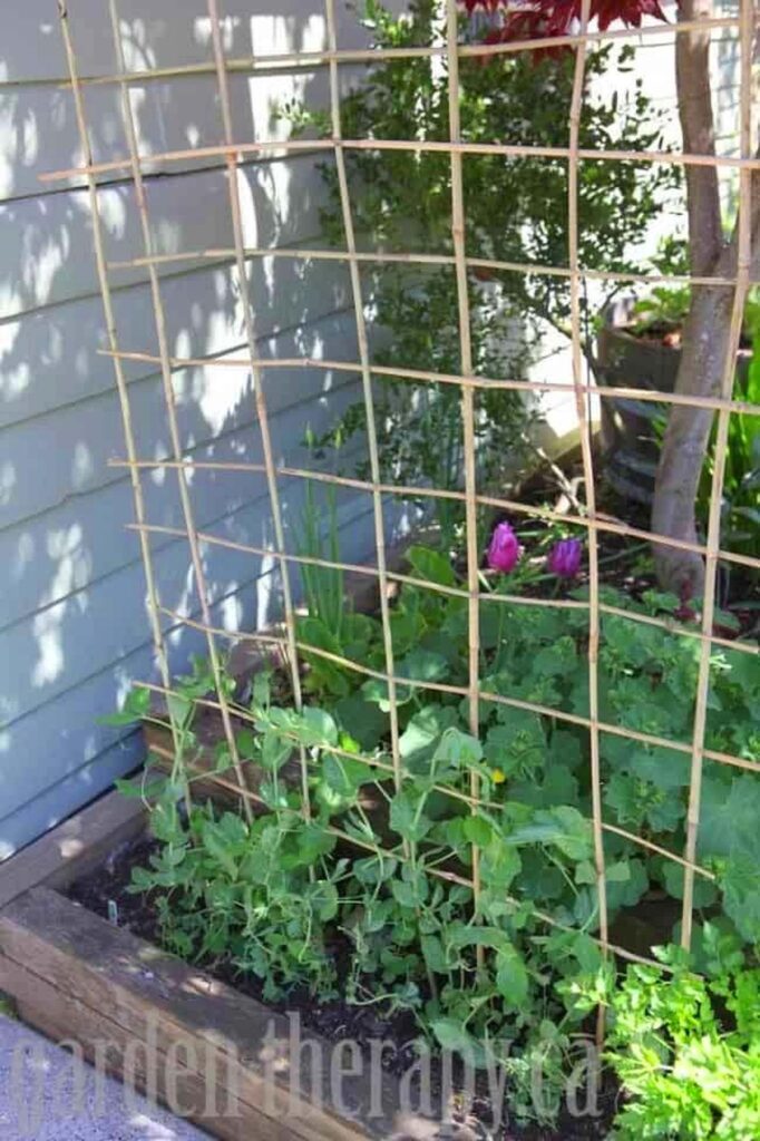 28 Easy DIY Pea Trellises for Better Harvests