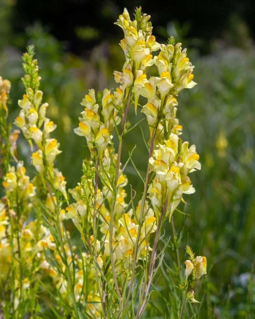 30 Yellow-Flowered Weeds and Control Guide