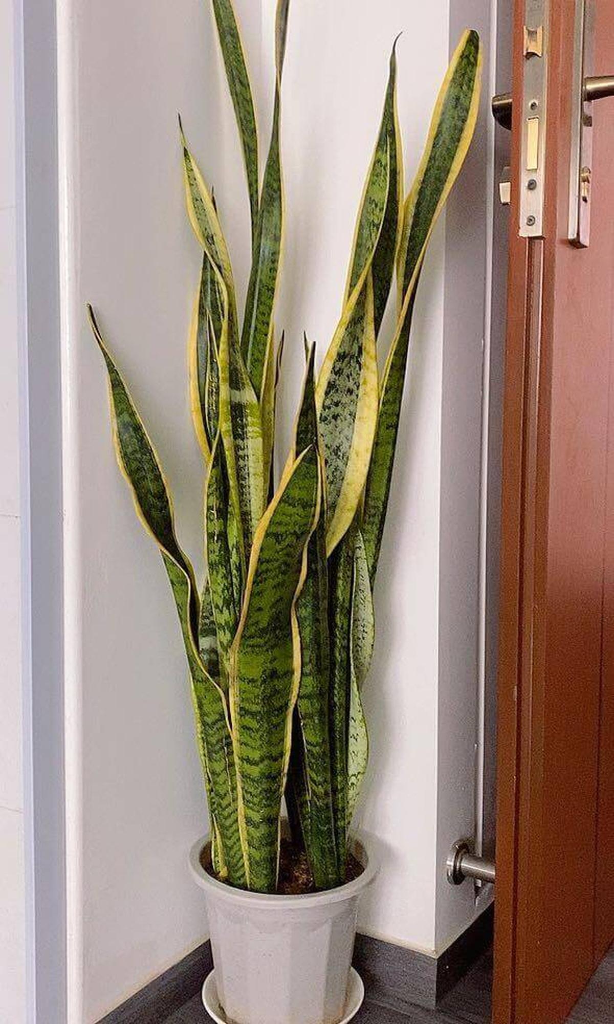 8 Beautiful Large Houseplants for Corner Spaces