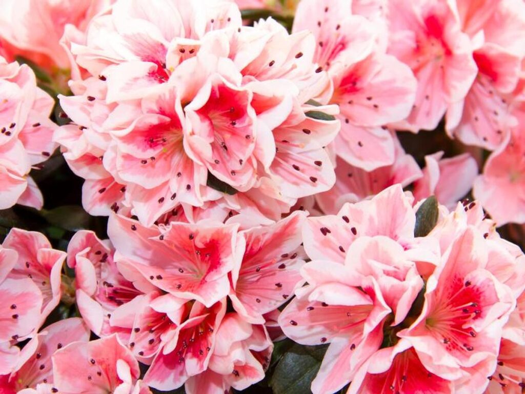 What Do Azalea Flowers Represent? Find Out Here