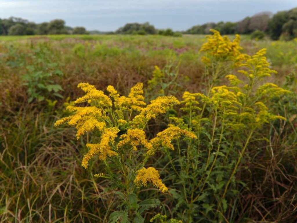 30 Yellow-Flowered Weeds and Control Guide