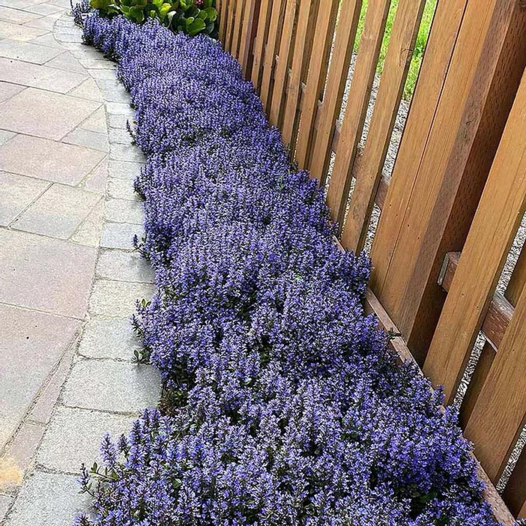 29 Beautiful Ground Covers That Thrive in Shade