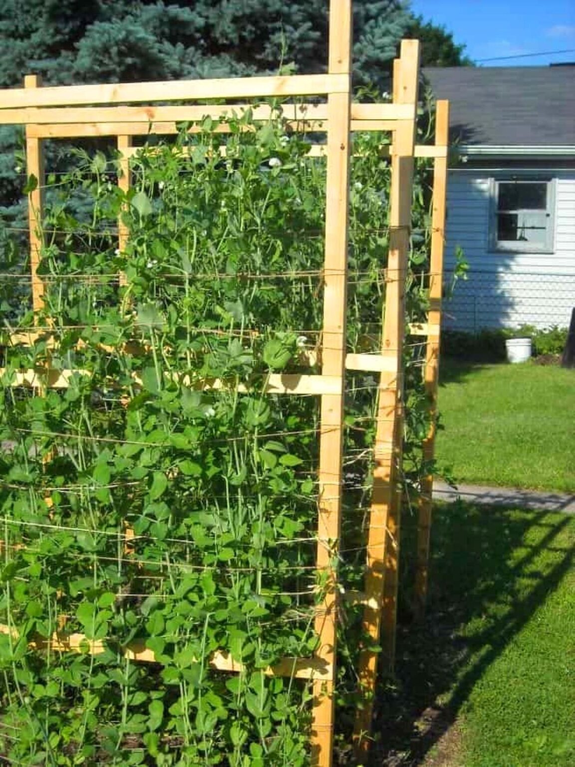 28 Easy DIY Pea Trellises for Better Harvests