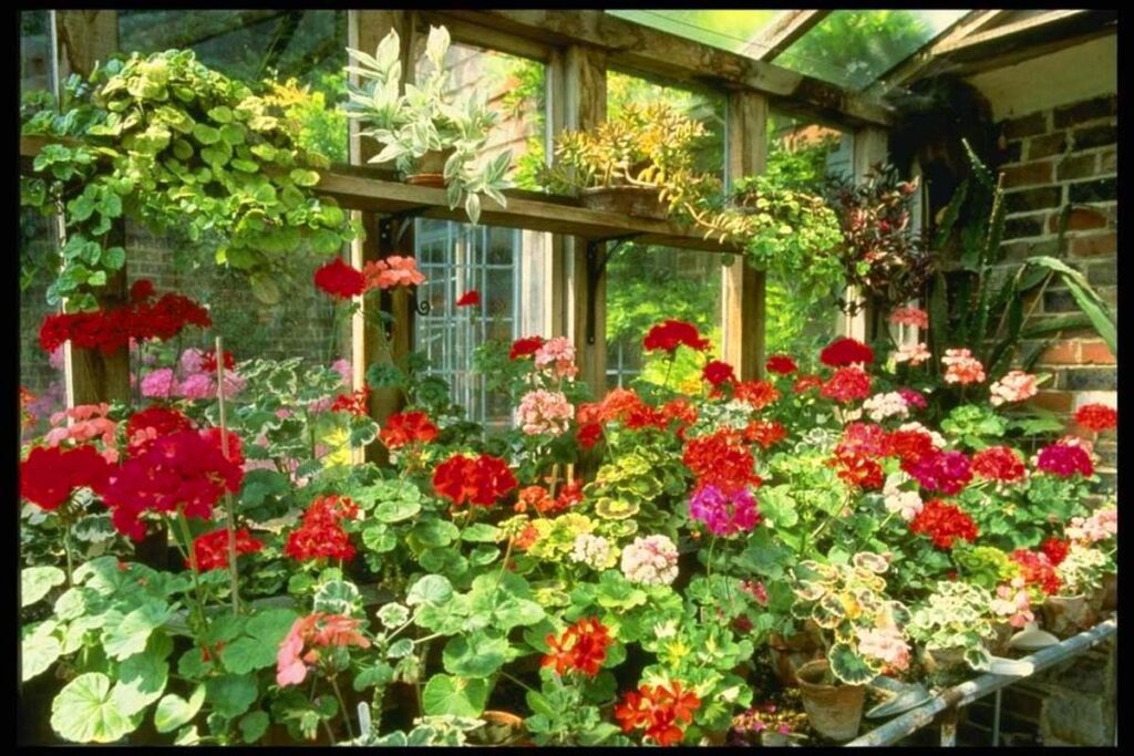 34 Inspiring Geranium Landscapes for a Flowering Garden