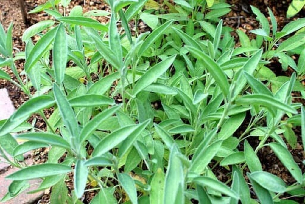 8 Best Companion Plants to Grow with Potatoes