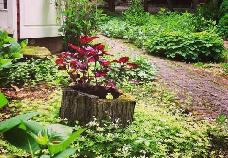 30 Creative Tree Stump Planter Ideas You’ll Love