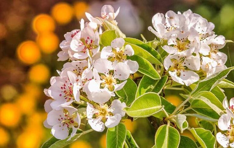 15 Amazing Flowering Spring Trees for Your Yard