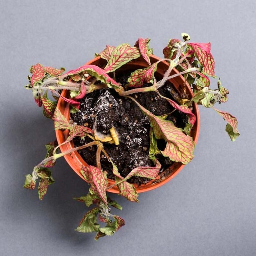 12 Simple Hacks to Revive Your Dying Plants