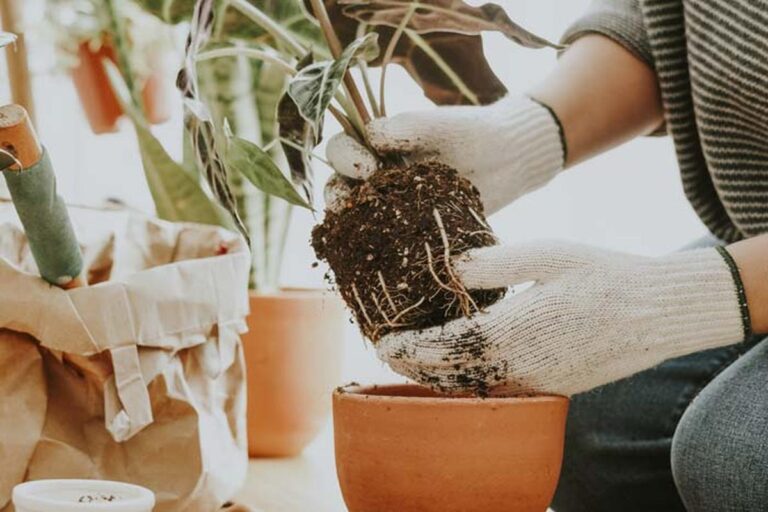 12 Simple Hacks to Revive Your Dying Plants