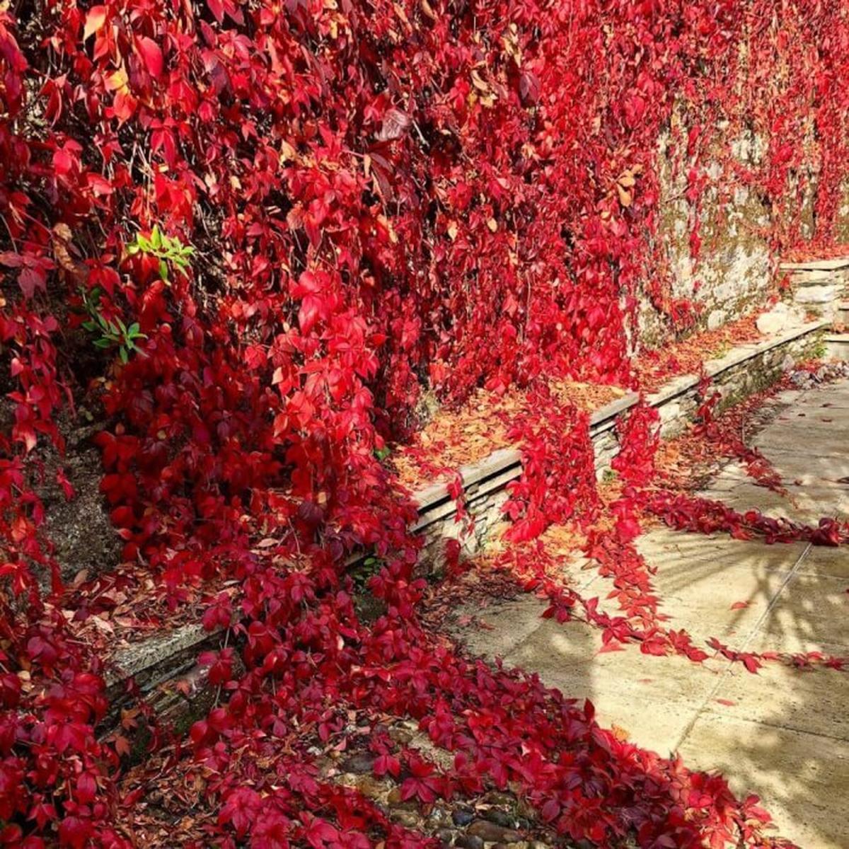 10 Colorful Plants to Brighten Up Your Fall Garden