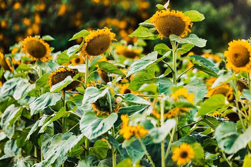 36 Sunflower Garden Ideas for Joyful Spaces