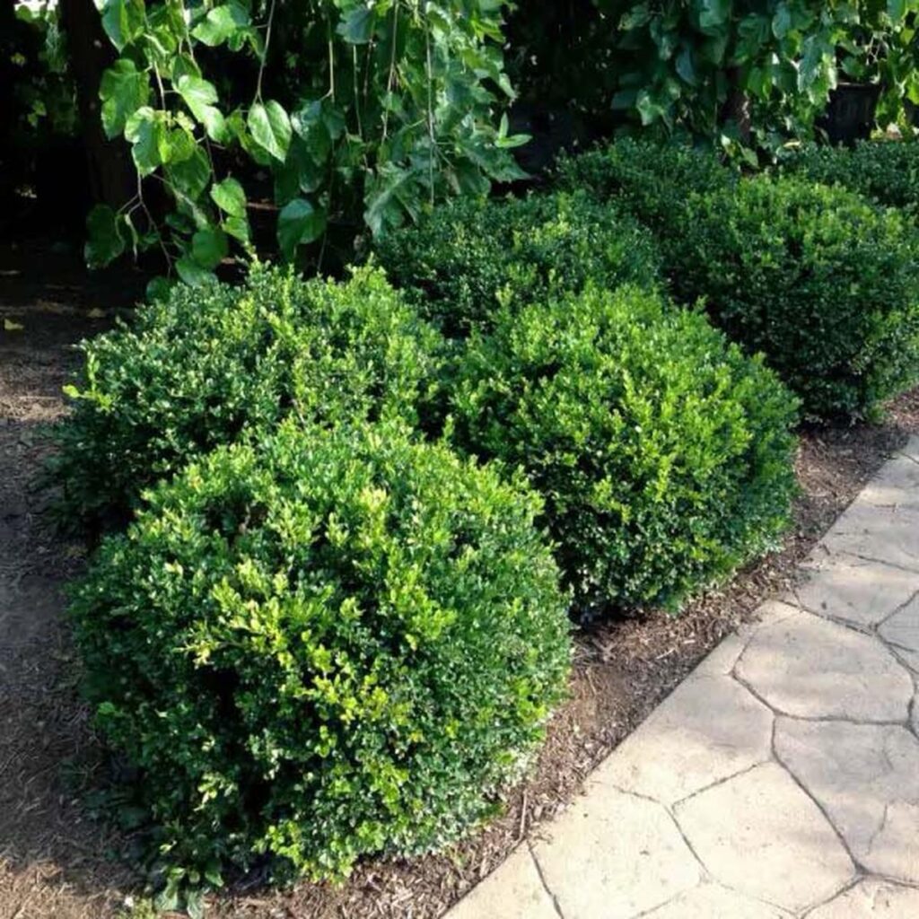 26 Best Shrubs for Front of House to Enhance Curb Appeal