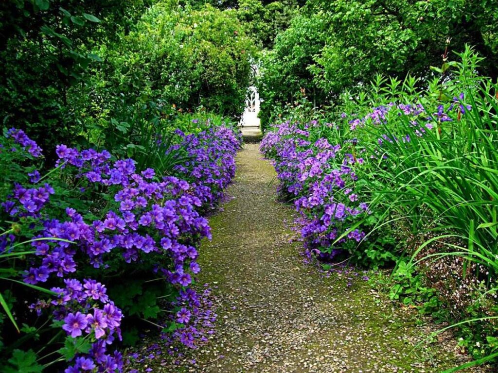 34 Inspiring Geranium Landscapes for a Flowering Garden