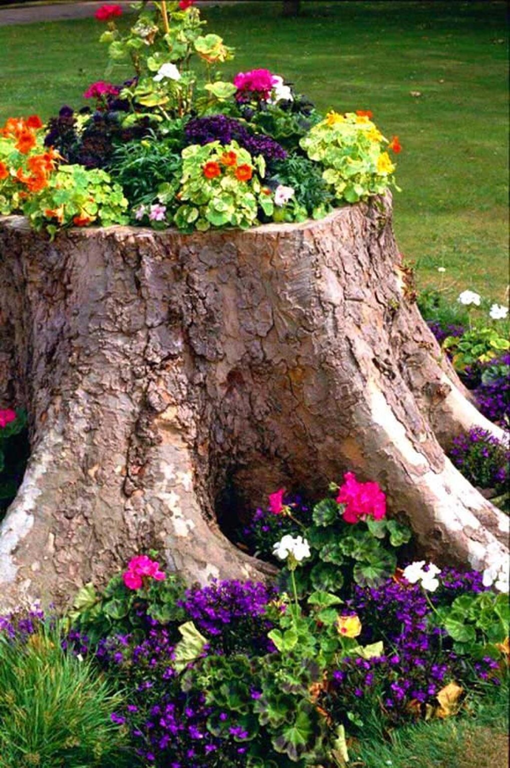 30 Creative Tree Stump Planter Ideas You’ll Love