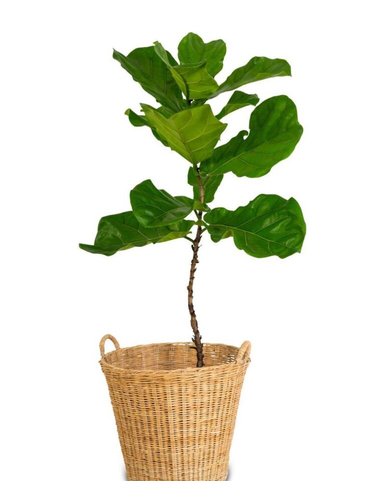 10 Low-Light Indoor Trees for Stylish Settings