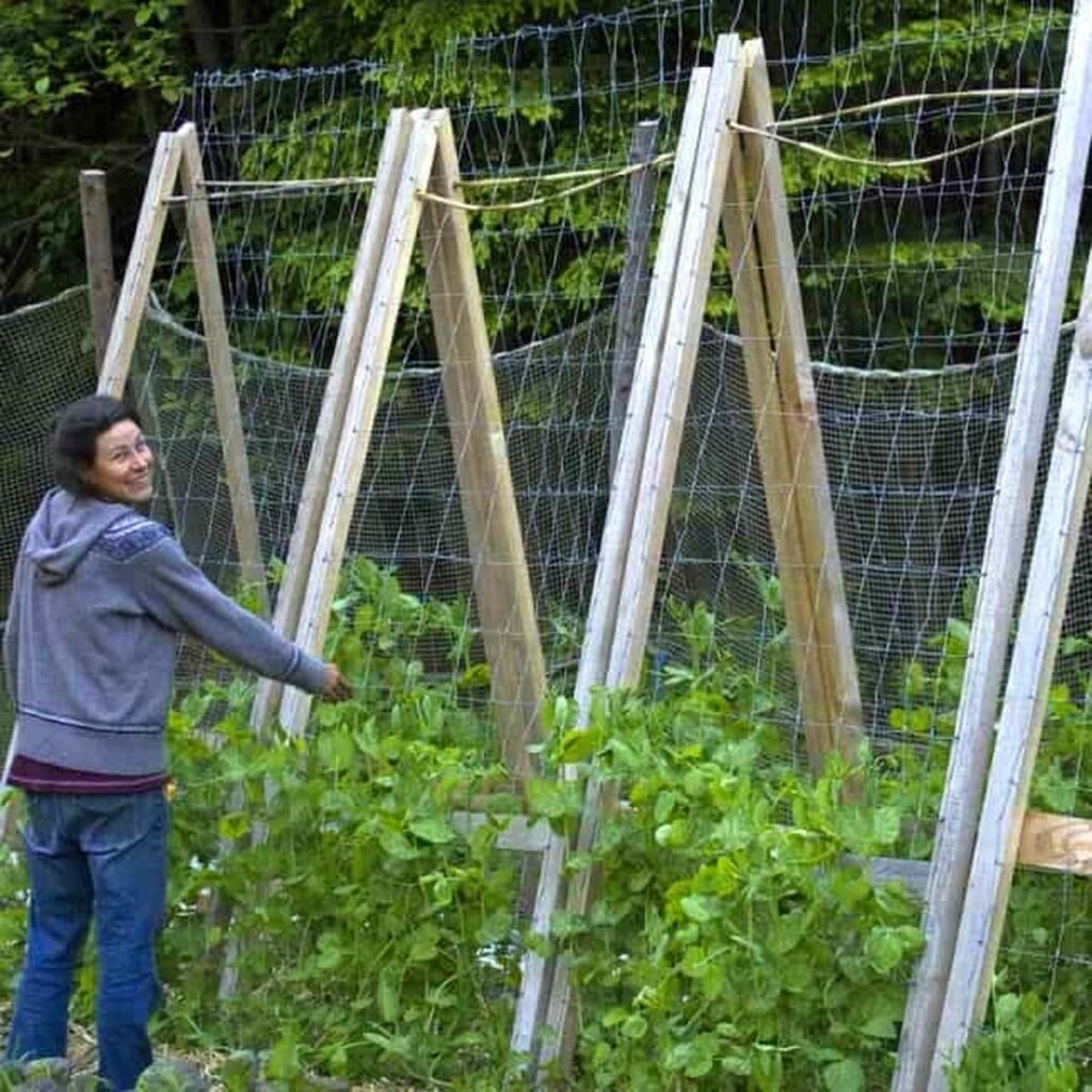 28 Easy DIY Pea Trellises for Better Harvests