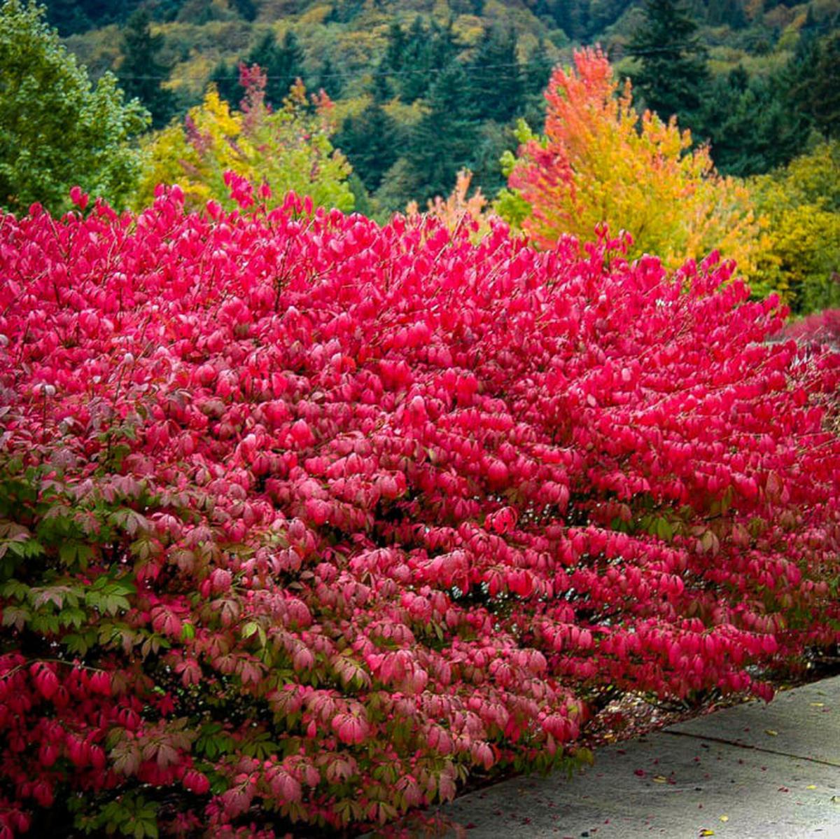 10 Colorful Plants to Brighten Up Your Fall Garden