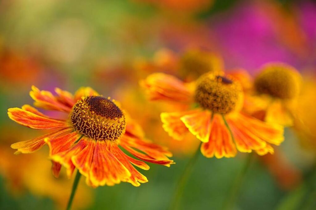 22 Amazing Orange Perennials for Your Garden
