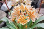 22 Amazing Orange Perennials for Your Garden