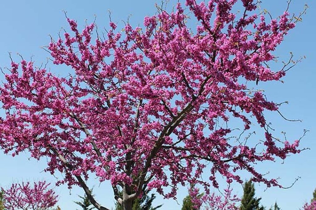 15 Amazing Flowering Spring Trees for Your Yard