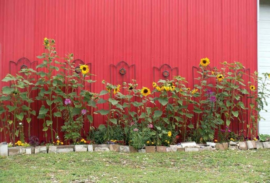 36 Sunflower Garden Ideas for Joyful Spaces