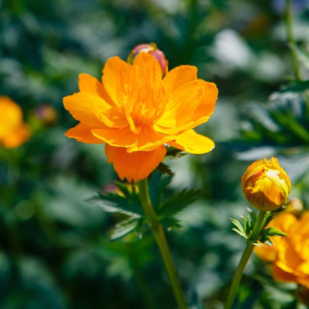 22 Amazing Orange Perennials for Your Garden