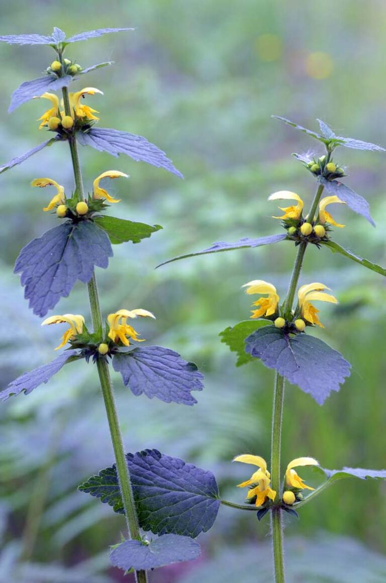 29 Beautiful Ground Covers That Thrive in Shade