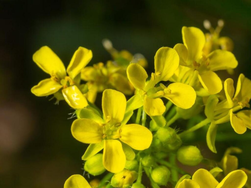 30 Yellow-Flowered Weeds and Control Guide