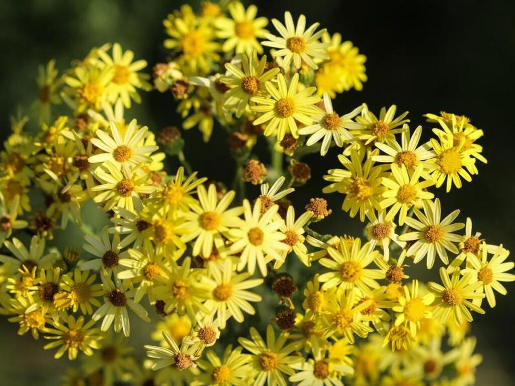 30 Yellow-Flowered Weeds and Control Guide