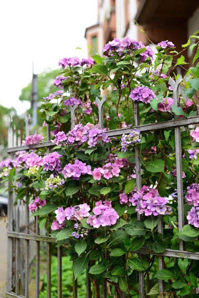 23 Best Plants to Grow as a Natural Privacy Fence
