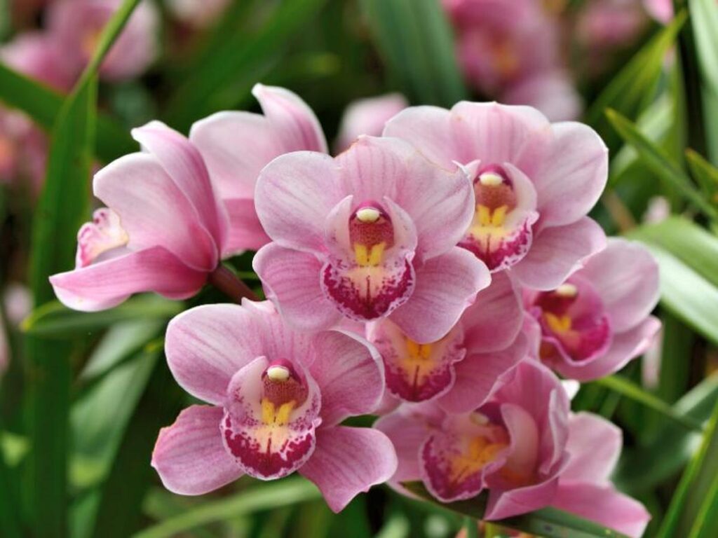 15 Mythical Flowers of Greece and Their Stories