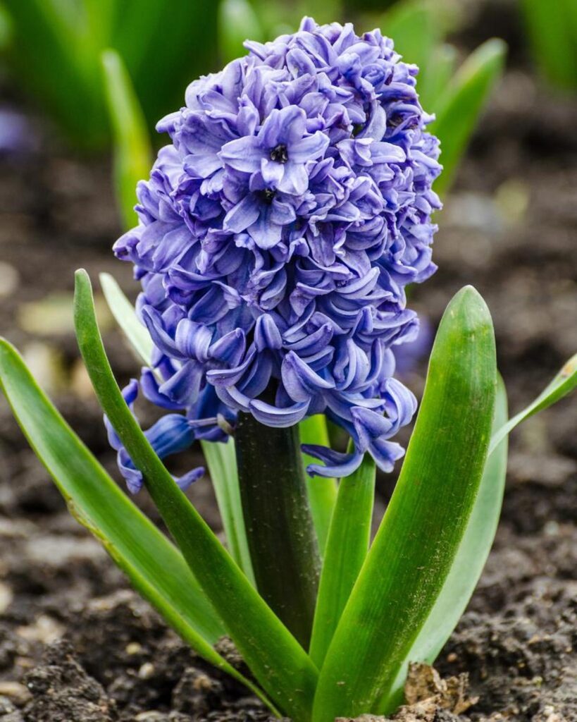 15 Mythical Flowers of Greece and Their Stories
