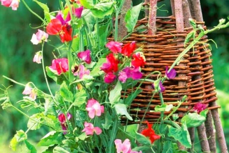 28 Easy DIY Pea Trellises for Better Harvests