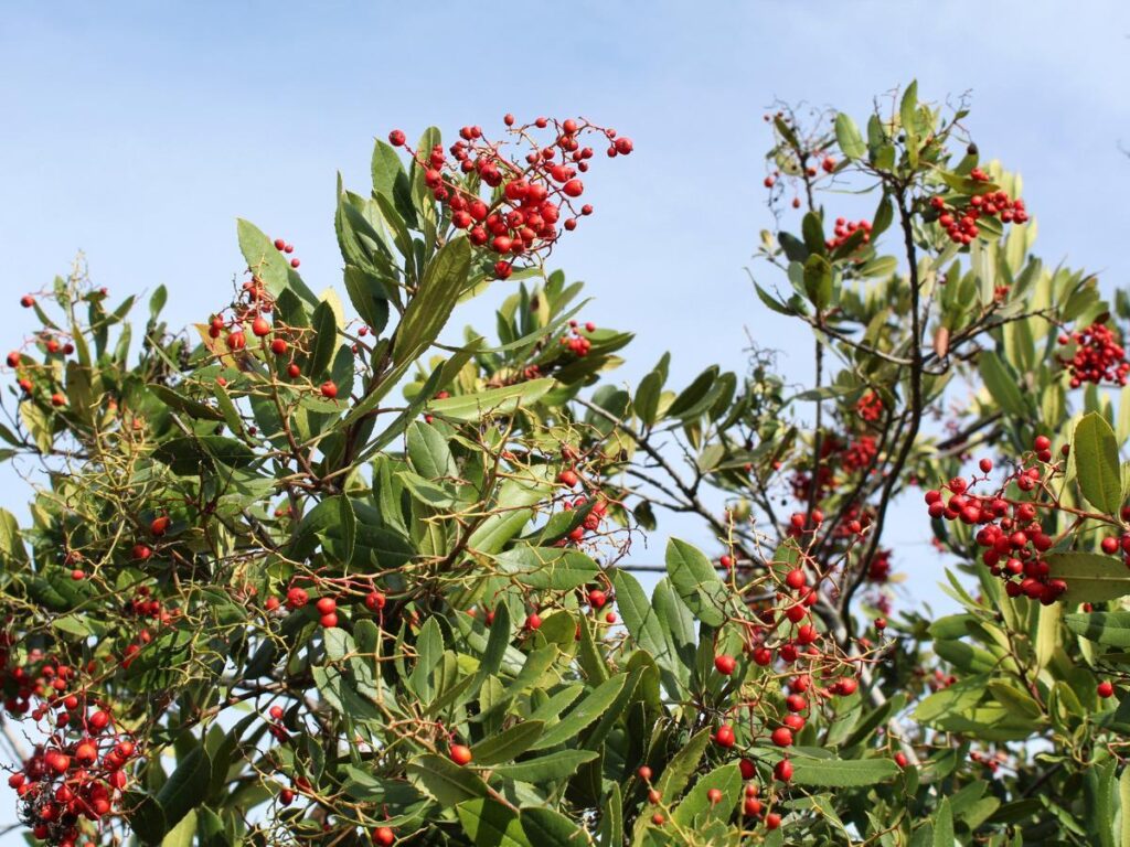 20 Beautiful Shade-Loving Shrubs to Bring Life to Your Yard