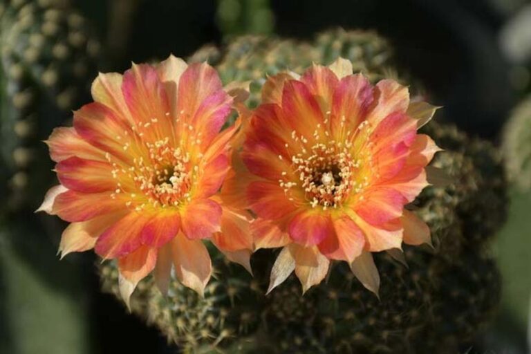 26 Best Flowering Cactus Plants for a Colorful Garden