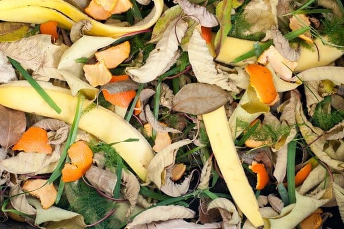 8 Genius Uses for Citrus Peels in Your Garden
