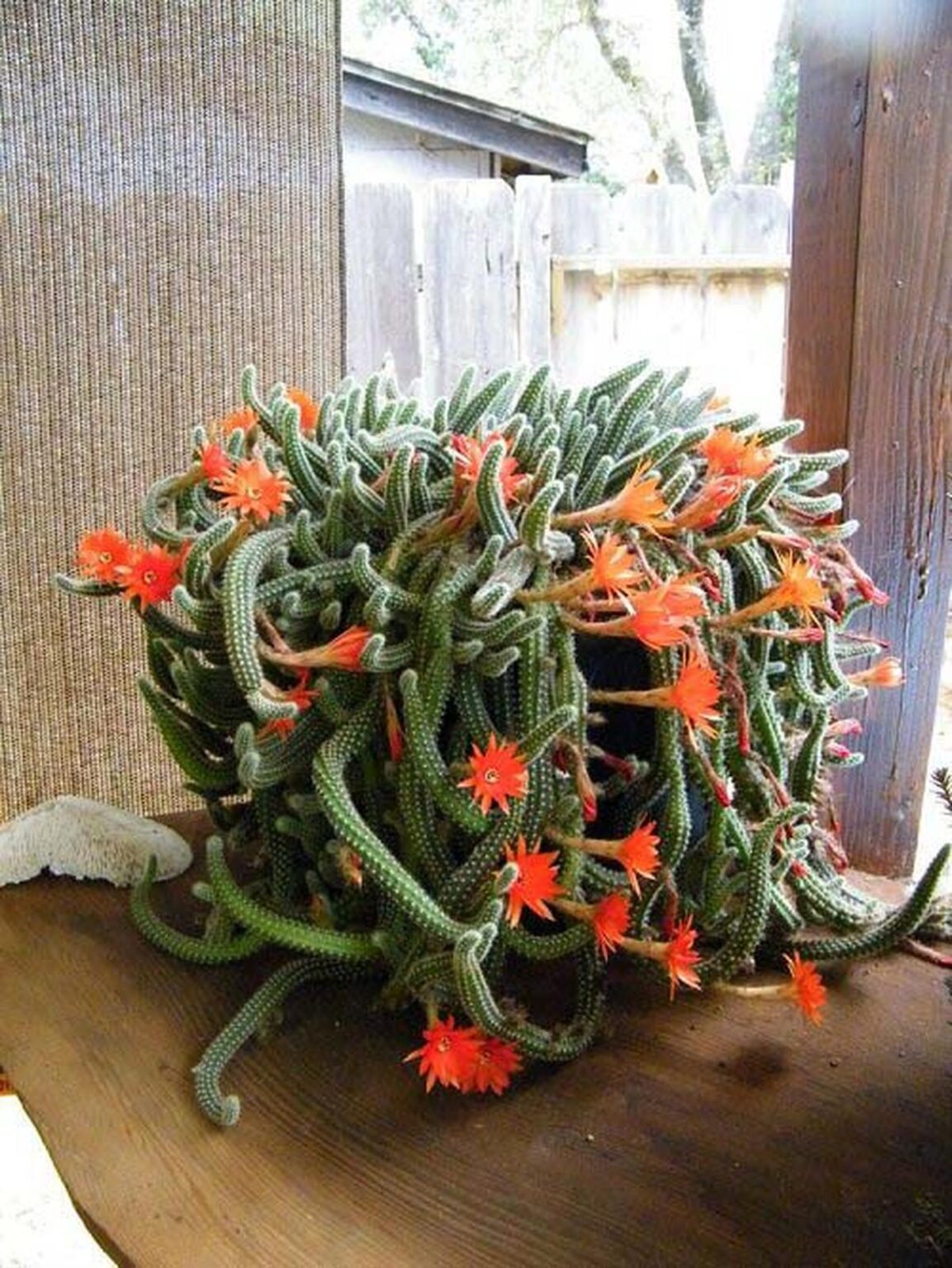 26 Best Flowering Cactus Plants for a Colorful Garden