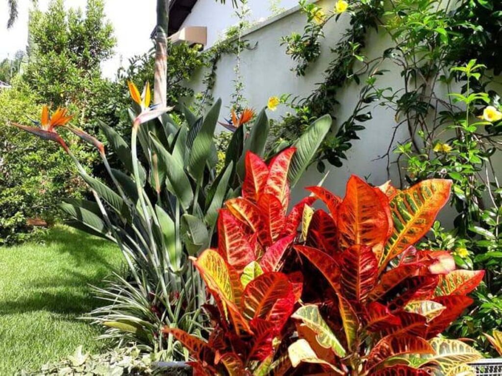 21 Dazzling Croton Landscaping Ideas for Every Garden