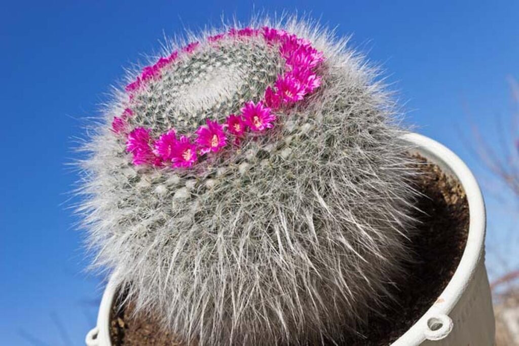 26 Best Flowering Cactus Plants for a Colorful Garden